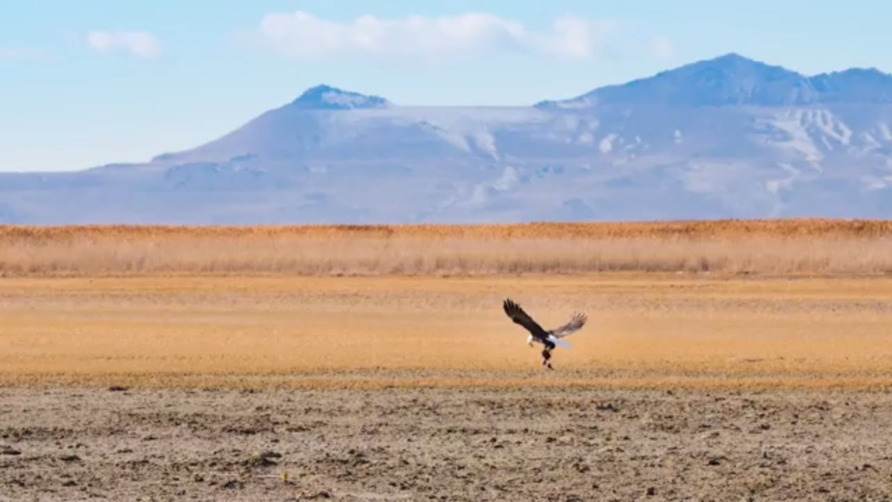 Wildlife Photography: Bald Eagle Catching Prey - YouTube