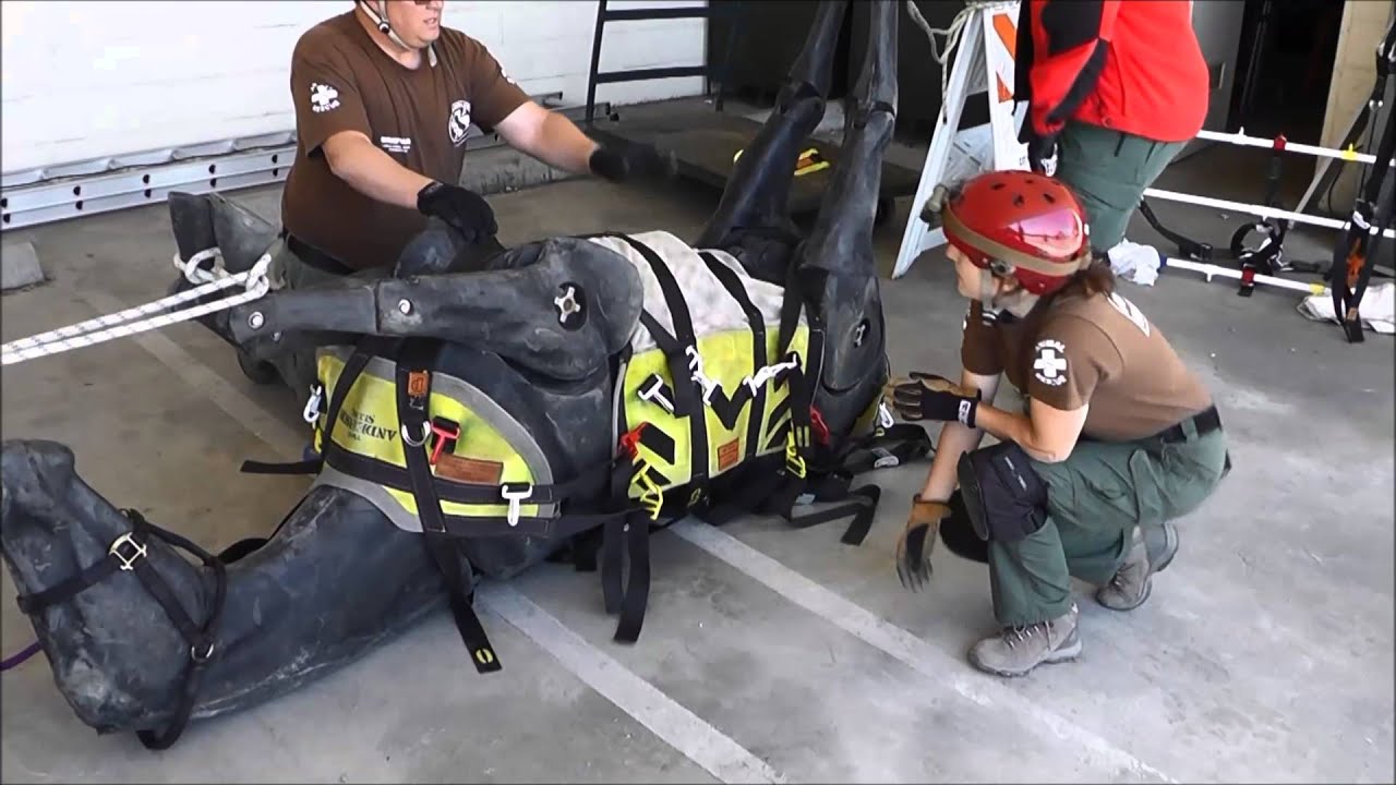 Applying The Anderson Sling to a Dorsal Recumbent Horse (on its Back ...