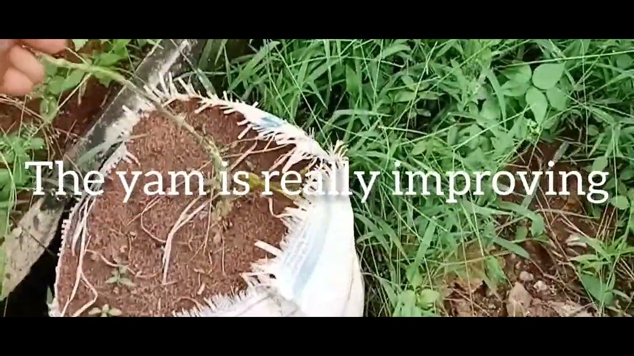 how to cultivate yam, the second episode of the farm - YouTube