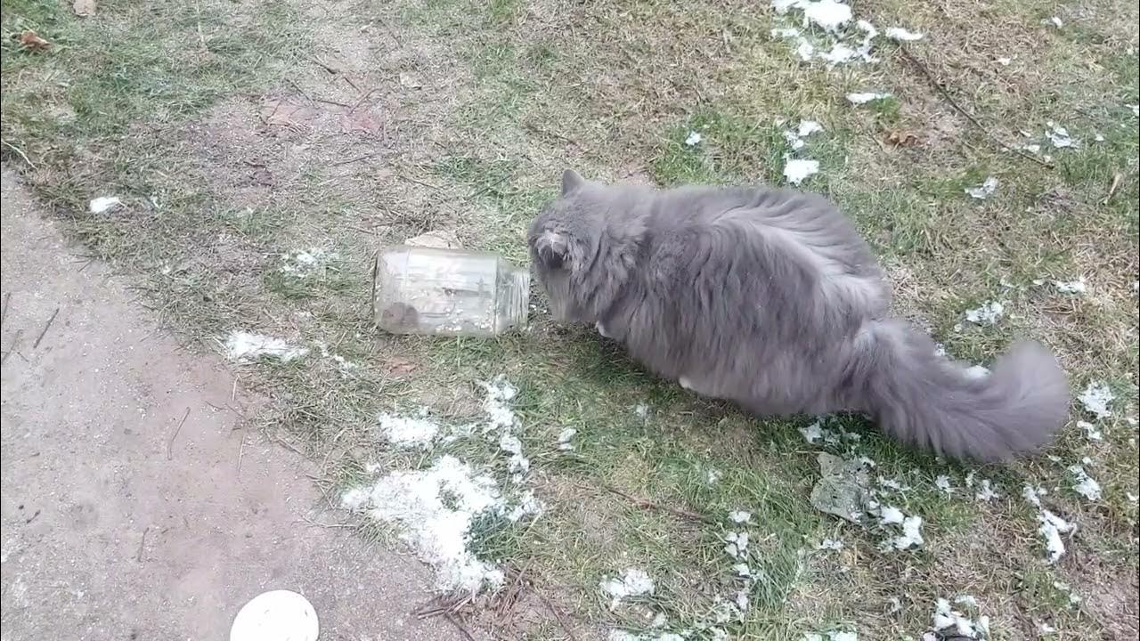 Кот играется с мышью Cat playing with mouse חתול משחק עם עכבר - YouTube