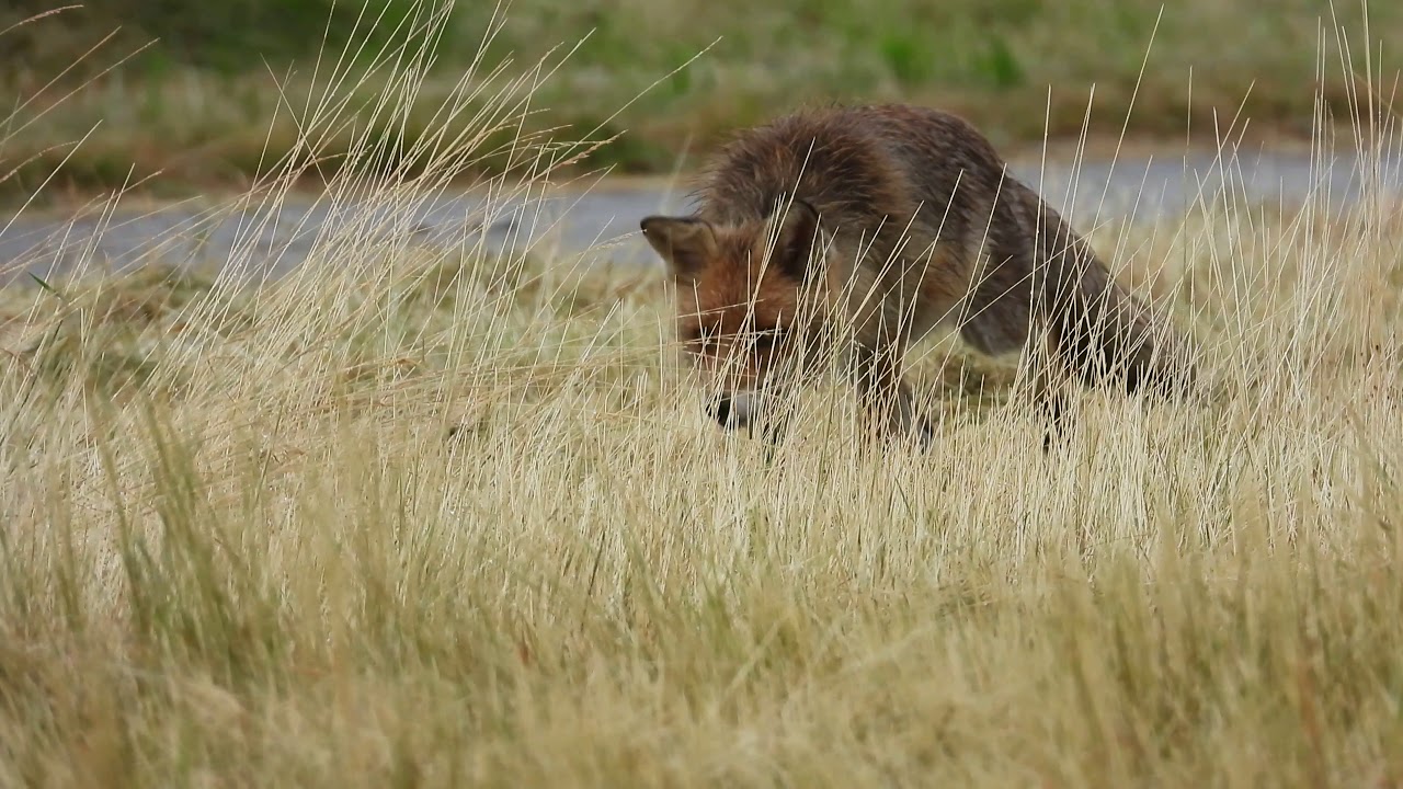 Red Fox hunting voles. - YouTube