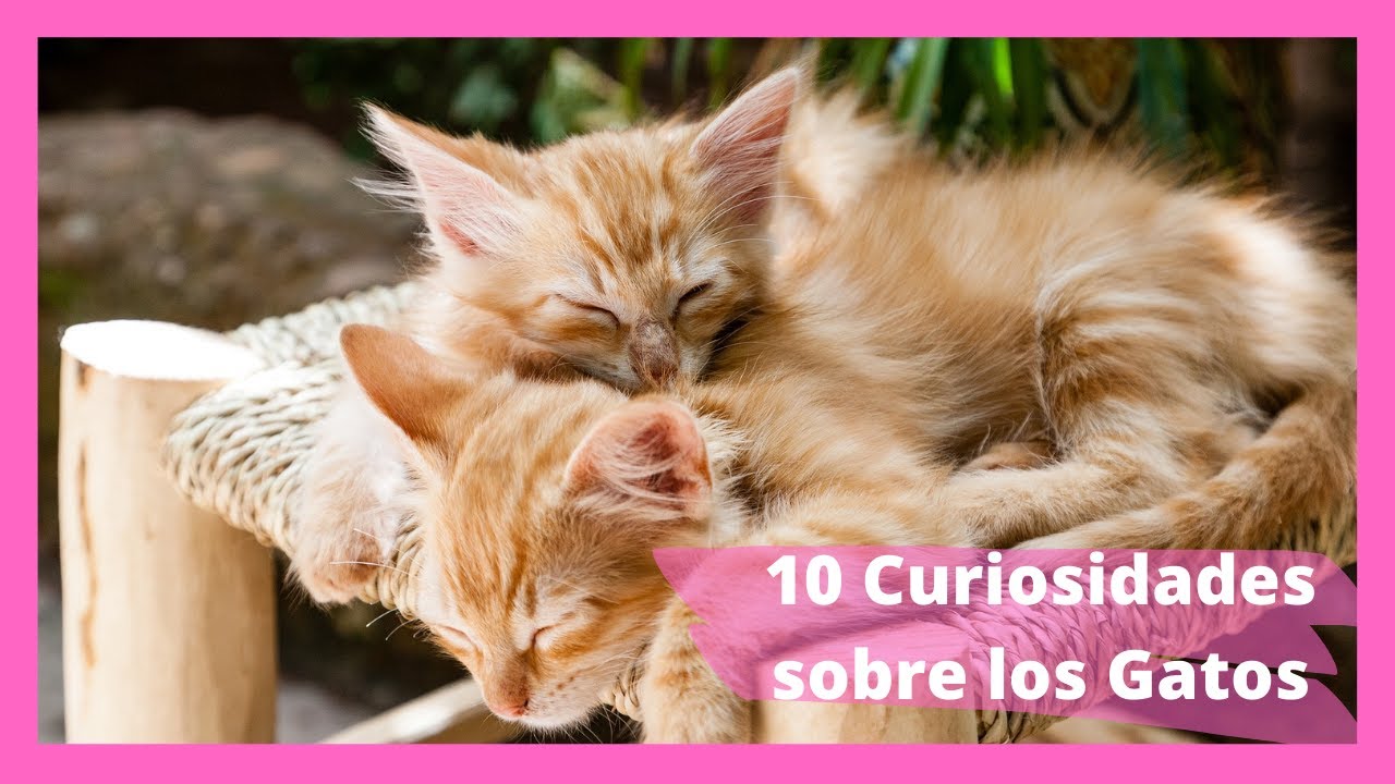 10 Curiosidades sobre los Gatos | Ayuda Canina y Felina - YouTube
