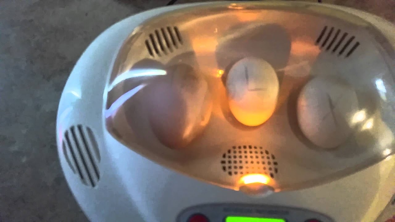 Review of Rcom Mini Incubator - YouTube