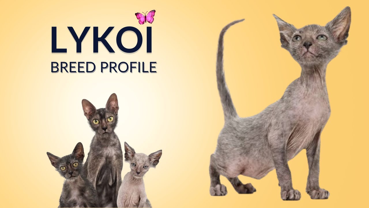 Lykoi Cat Breed Profile History - Price - Traits - Grooming Needs ...