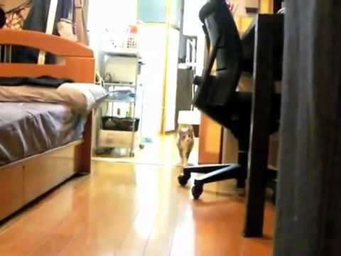 Stalking Cat - Very Funny Cat - YouTube