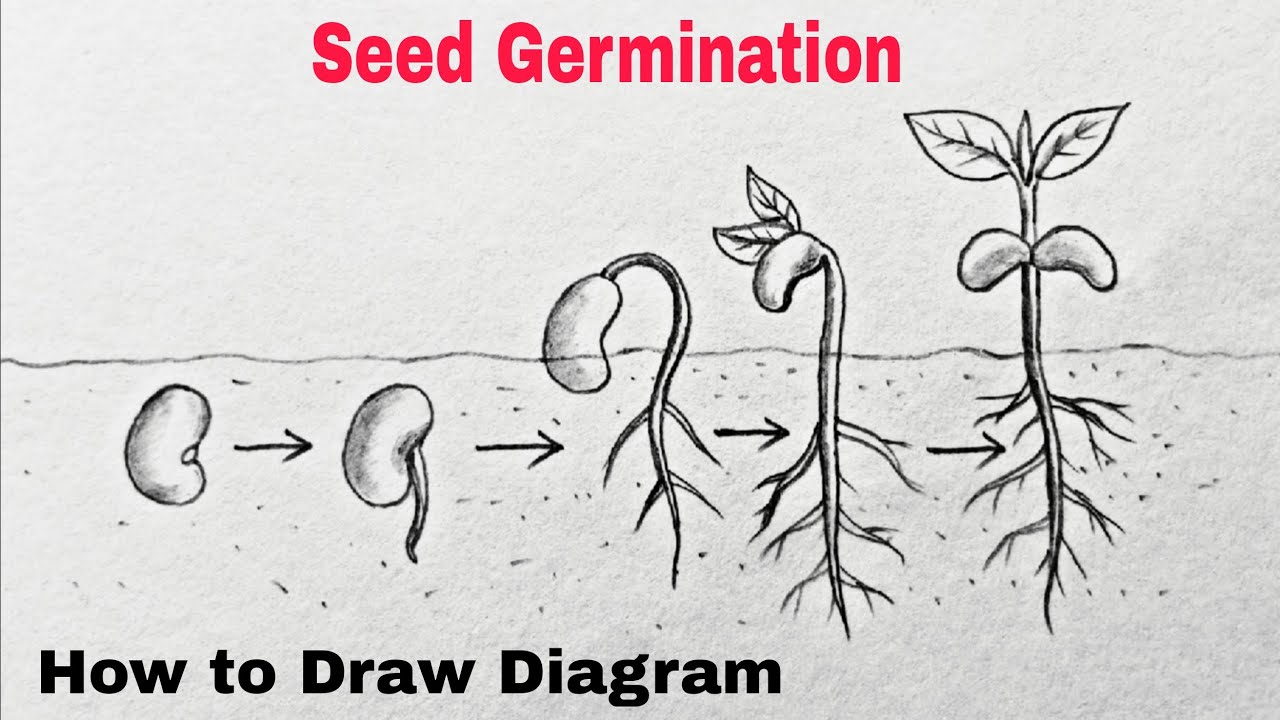 Seed Germination Drawing | How To Draw Seed Germination Diagram | Seed ...