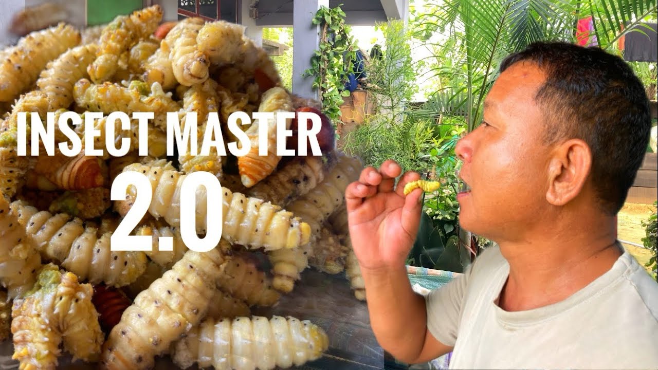 INSECT MASTER? 2.0 - YouTube