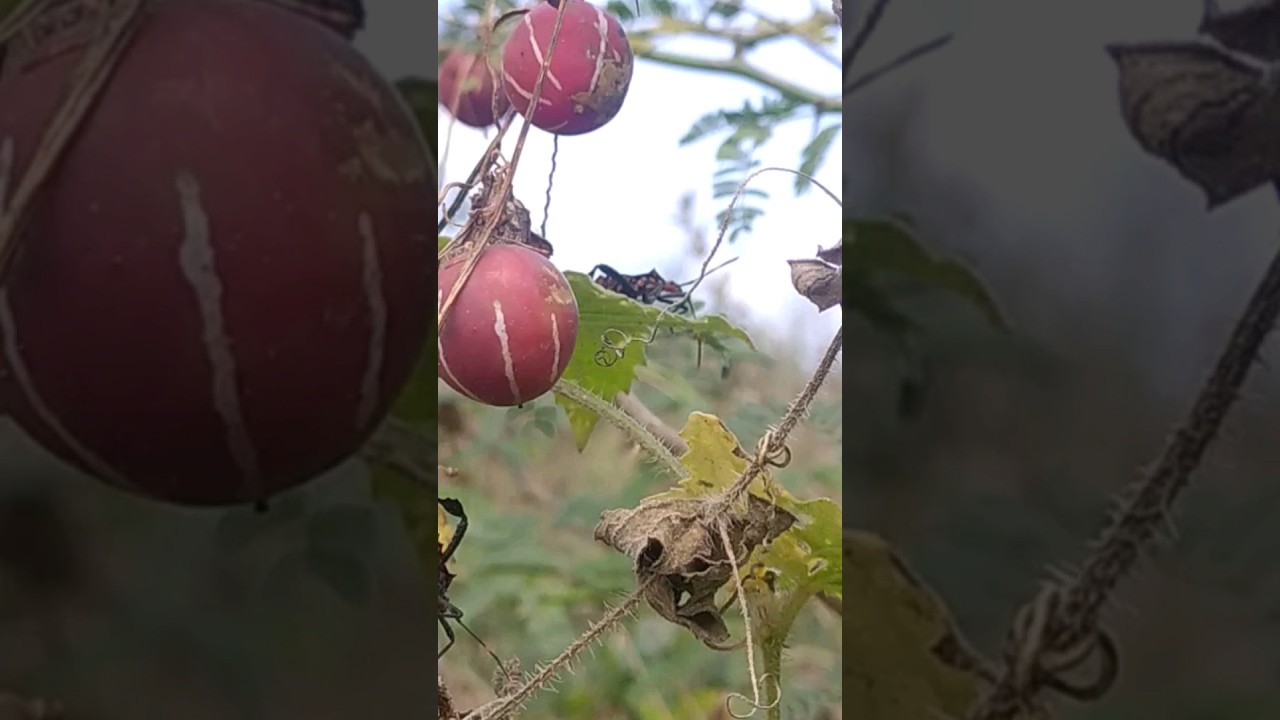 sivalingam kayalu ..lingadondalingadonda kayalu - YouTube