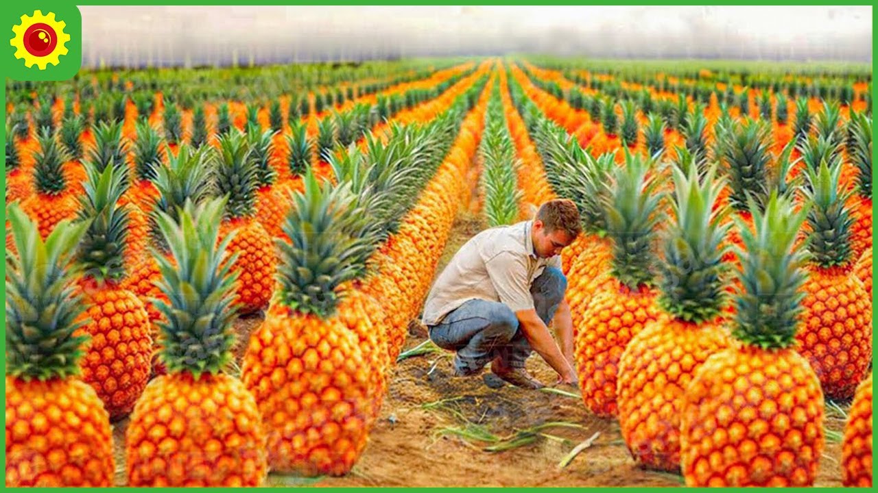 COMO se PRODUCEN las PIÑAS más DELICIOSAS del MUNDO - Como se PROCESAN ...