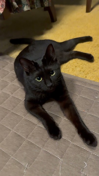 🐈‍⬛みーちゃん🐈‍⬛遊びたいんだねー🐈‍⬛ #猫 #ねこ #子猫 #黒猫 #幸運を呼ぶ黒猫 #blackcat #cat #kitten #luckyblackcat - YouTube