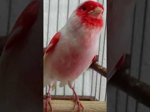 MOSAIC CANARY SINGING #canarybirds #birds #petanimals #animals #goldfinchsinging #birdsounds #nature