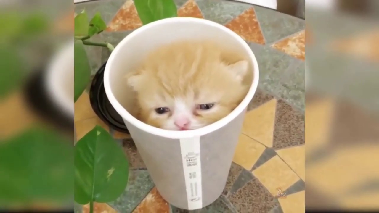 Baby Cats Cute and Funny Cat Videos Compilation #1 - YouTube