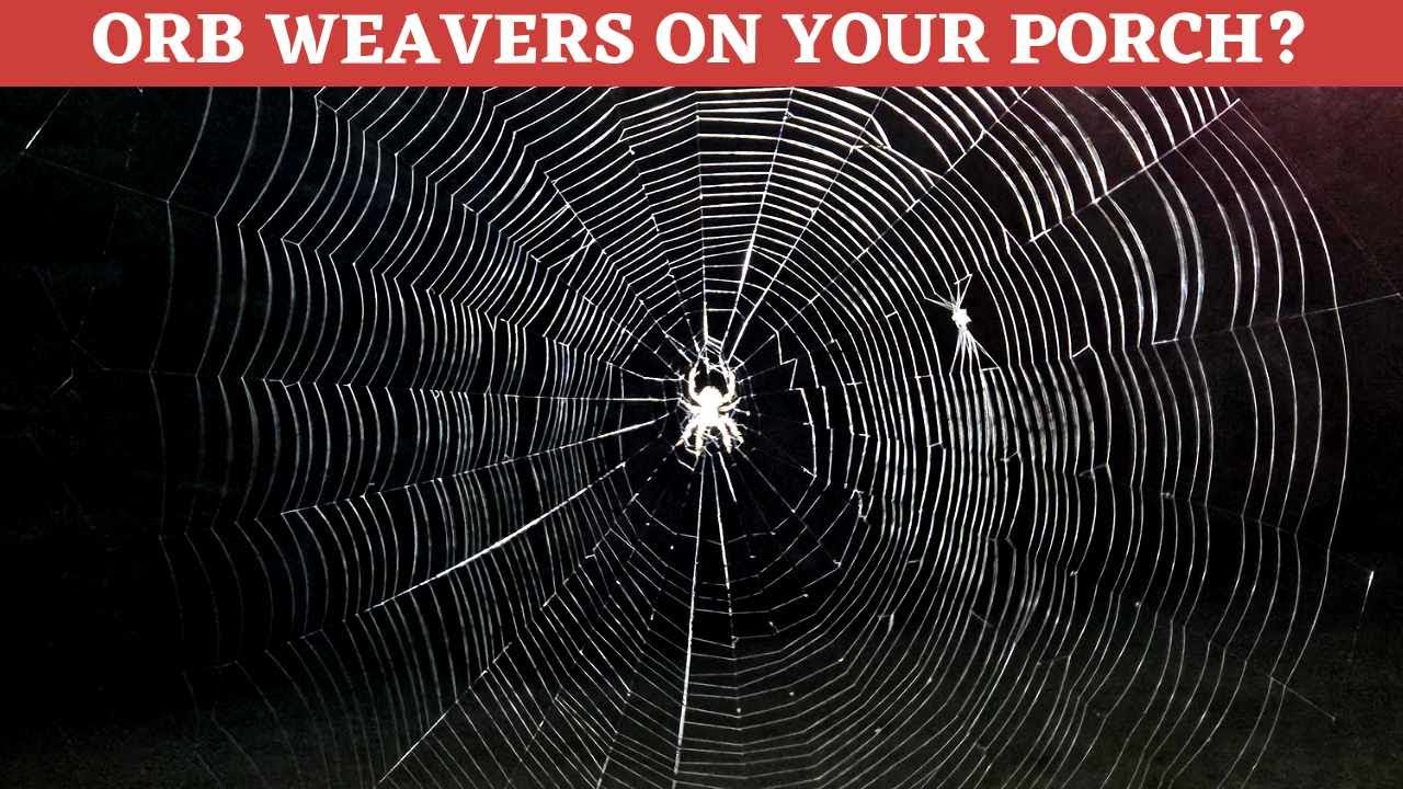Got Spiders? What you need to know! (Spotted Orb Weaver Spider) - YouTube