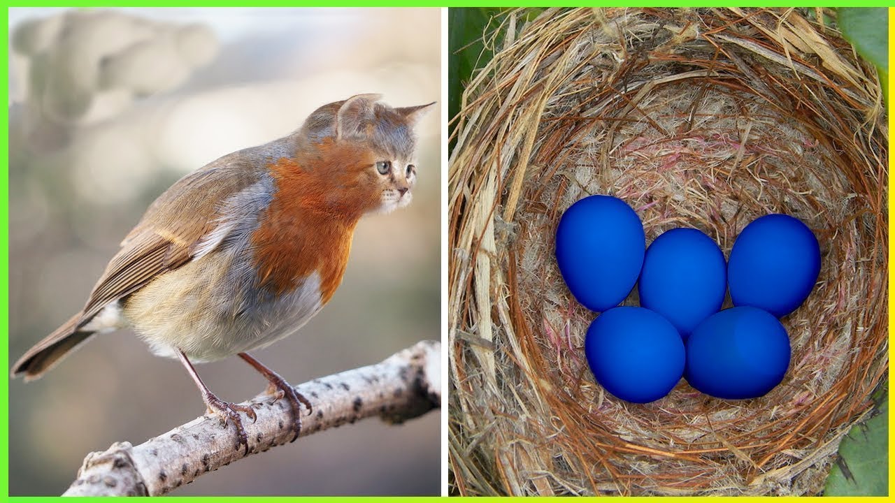 Las 10 AVES con los HUEVOS mas ÚNICOS del mundo - YouTube