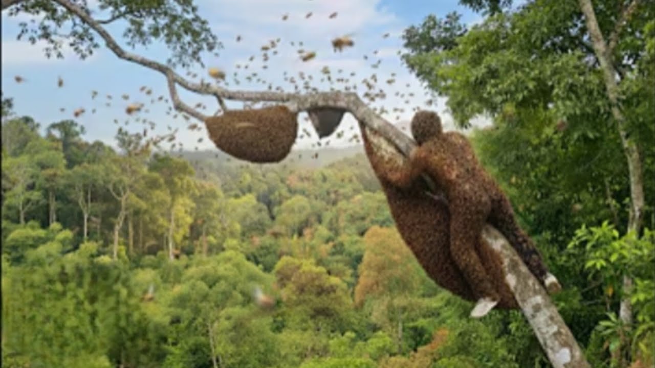 Extreme Wild Honey Hunt at 300m – Swarmed by Angry Bees in Mid Air ...