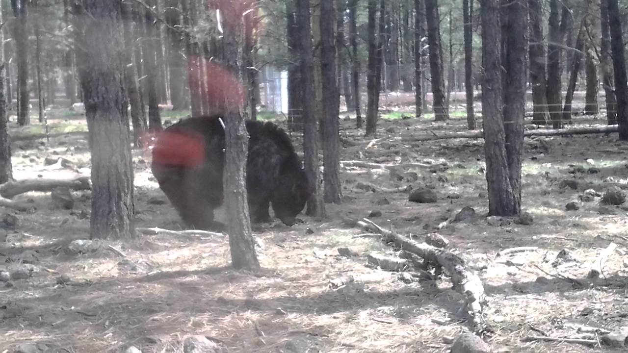 Clyde the Black bear at Bearizona - YouTube