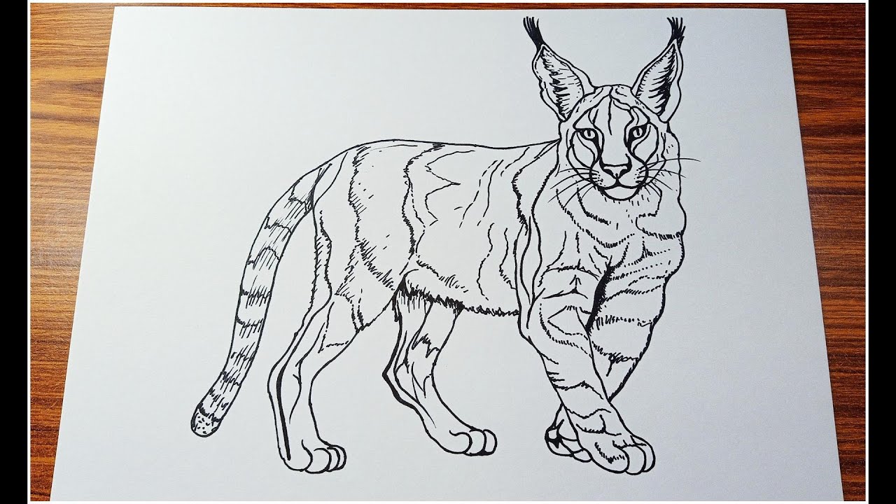 How to draw a Bobcat. Easy Bobcat drawing tutorial. - YouTube