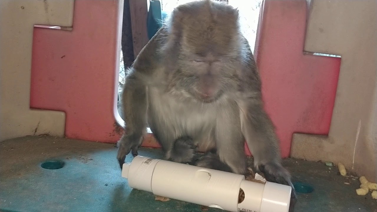 Java Macaque Bugs Bullock Is 20 Today - YouTube