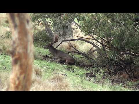 fallow buck nsw - YouTube