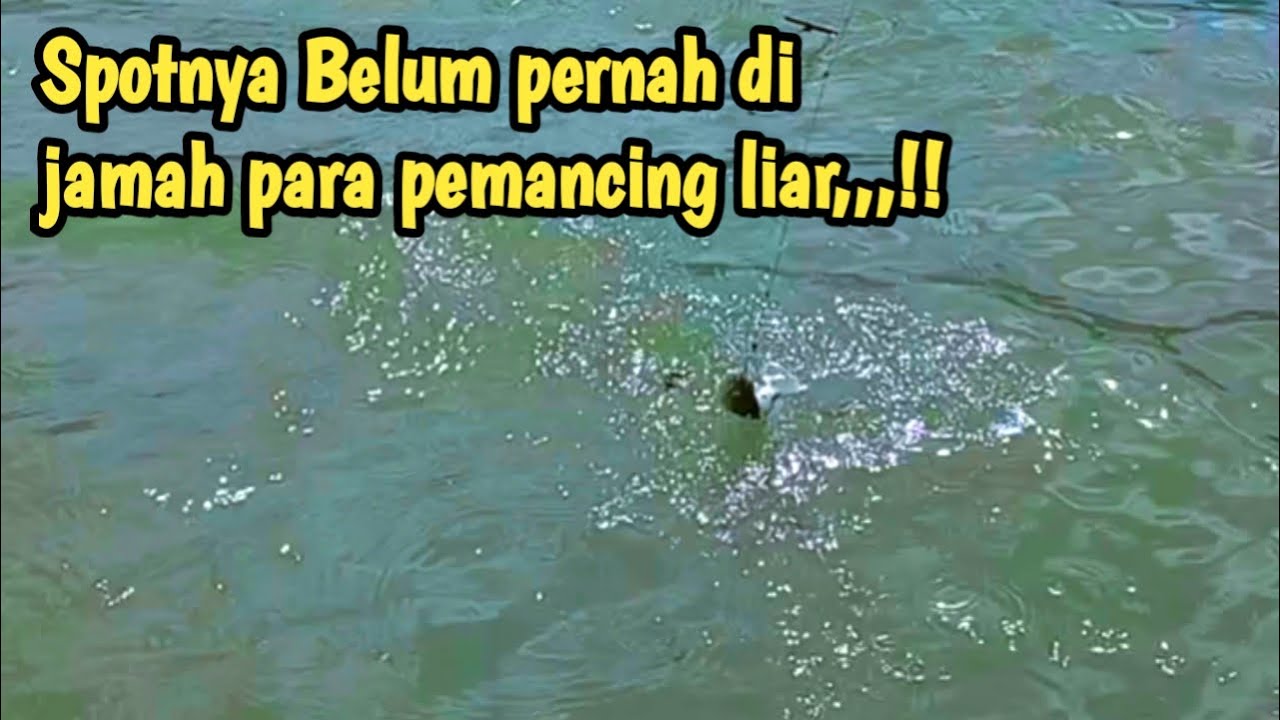 Fishing fish tilapia, Mancing ikan nila. Spot yang Jarang di jamah para ...
