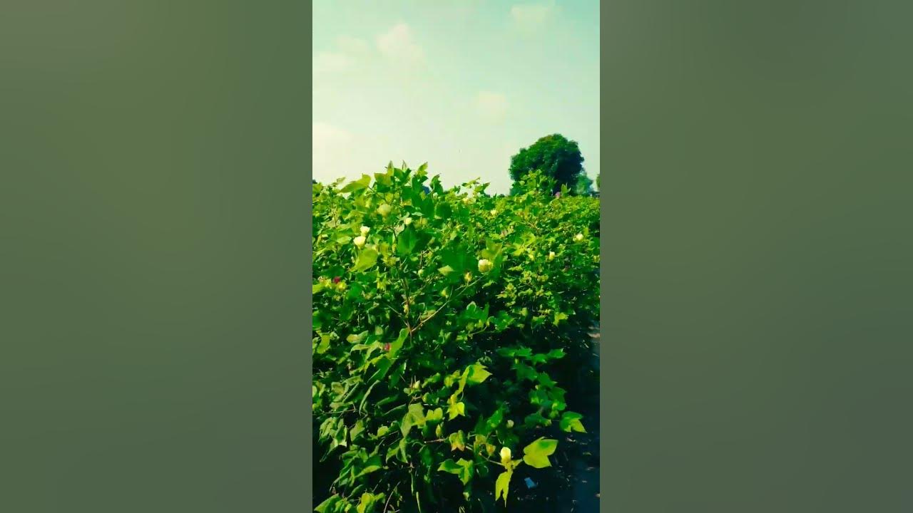 6 19 2024 Tum Ne Agar Pyar Se Hindisong Cottonfarming Chetank