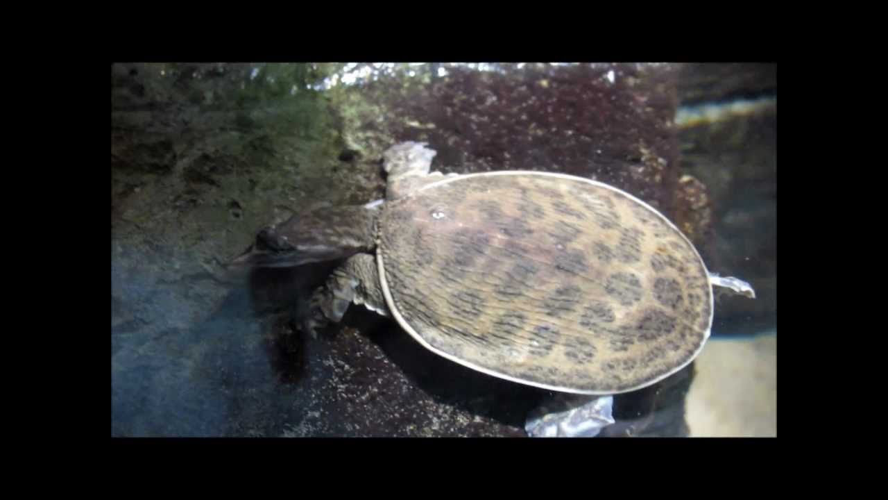 Oslo Reptilpark 2012: African softshell turtle, Trionyx triunguis - YouTube