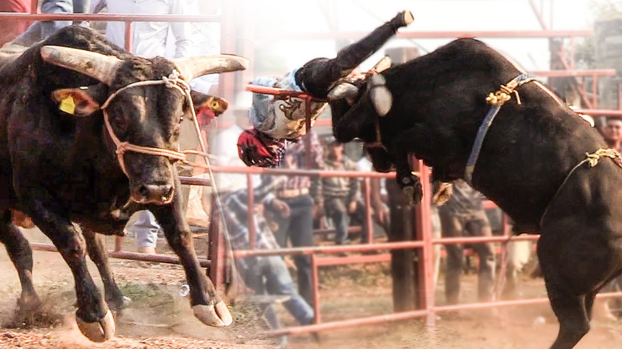 ES UN TORO MUY PELIGROSO LE LLAMAN EL PERRO// Rancho El Loco En ...