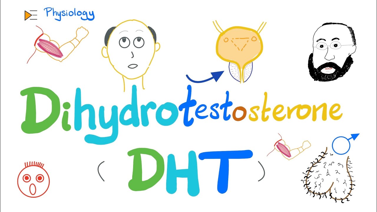 Dihydrotestosterone (DHT) | More Potent than Testosterone ...