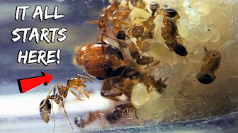 "The Phoenix Empire" Series / New Fire Ants (Solenopsis geminata) - YouTube