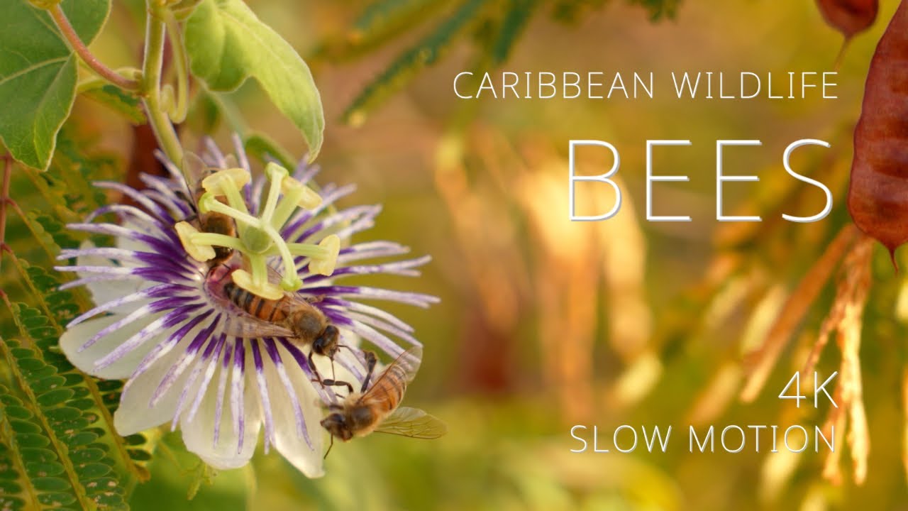 Caribbean Wildlife | special: Bees | a Short Film in 4K Super Slow ...