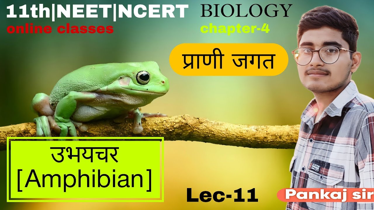 उभयचर Amphibian Lec-11 प्राणी जगत By pankaj sir Class 11 Biology ...