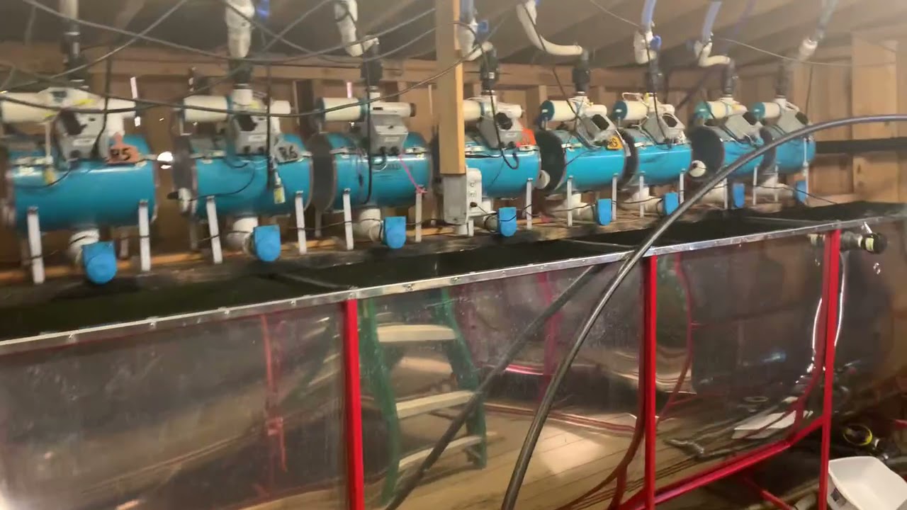 Maple sap from research plots flowing from custom mini-releasers at the ...