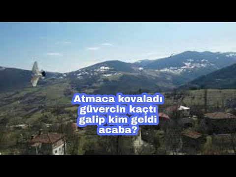 (Hawk attack) köyde aksiyon dolu atmaca saldırısı net çekim/hawk attack in village clear shot.!