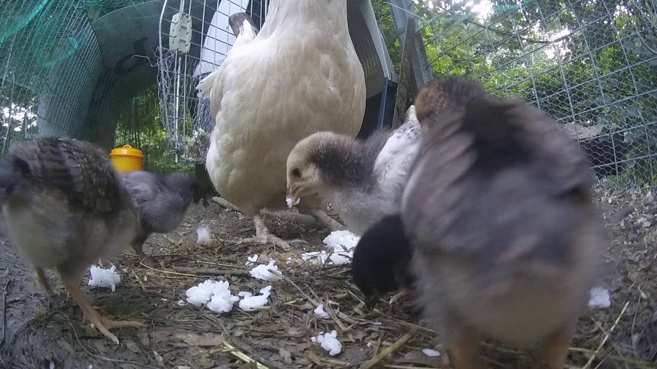 Test Hühner 2 - YouTube