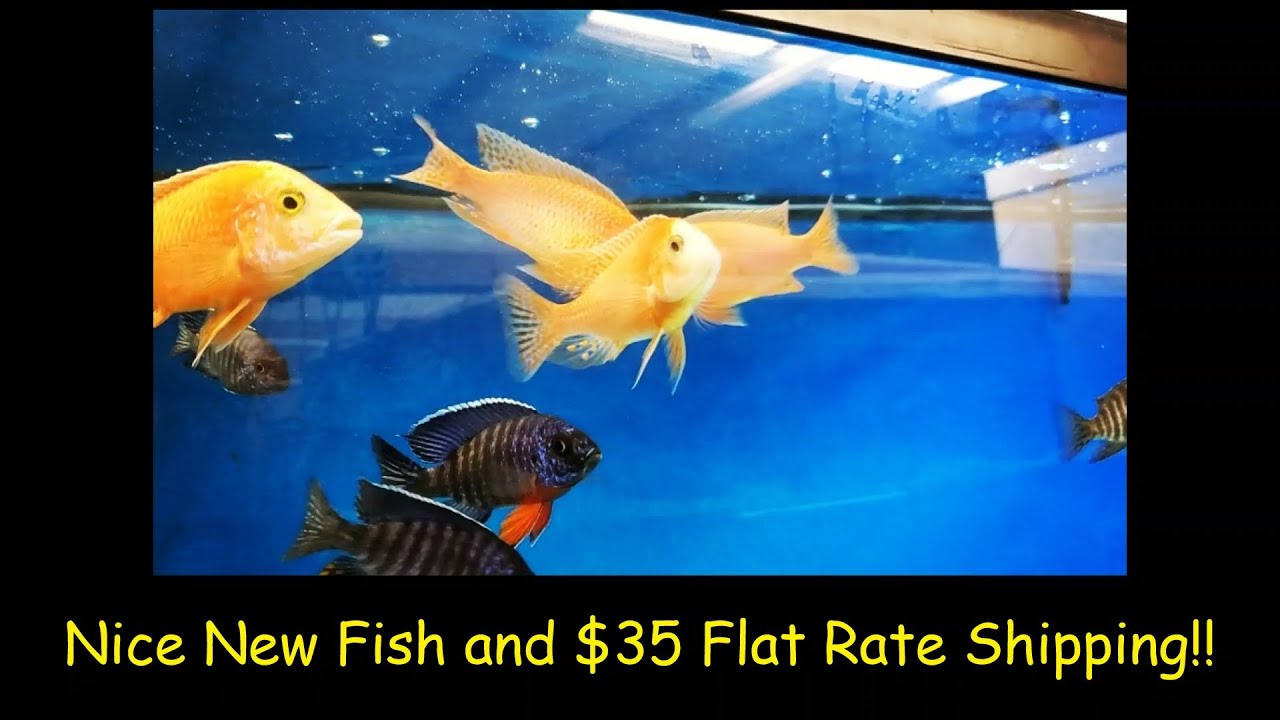 SEC New Fish - YouTube