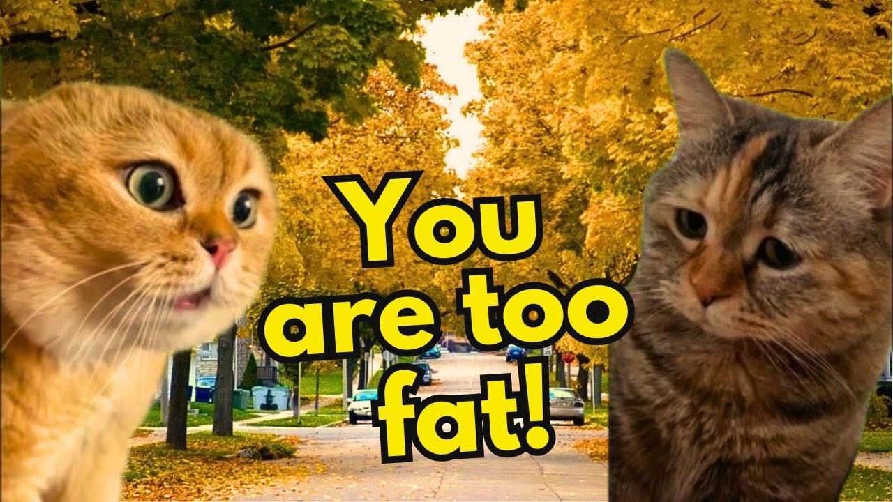 When your girlfriend says you have to exercise to lose weight (cat ...