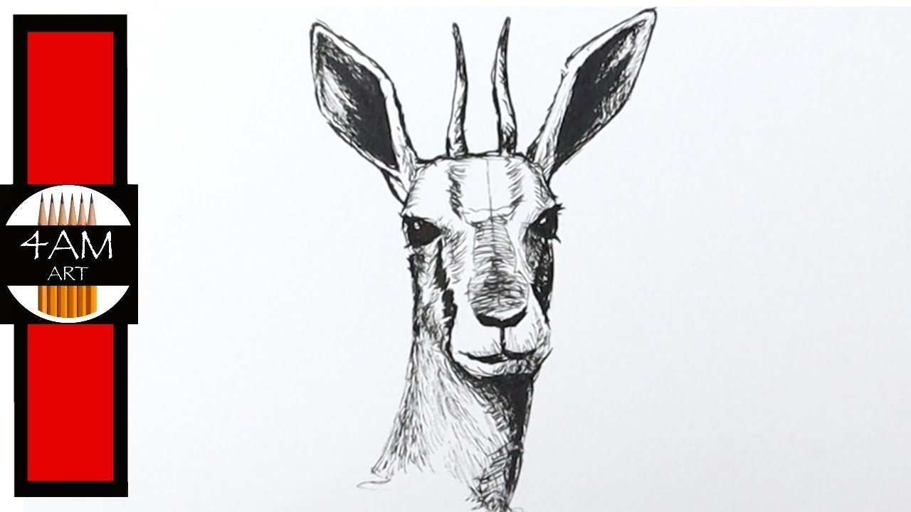 How to Draw a GAZELLE, Step by Step - YouTube