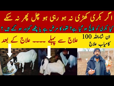 Treatment of Goat Paralysis | Bakri ko Falij ho jaye to kiya Elaj hay | Goat diseases | Paralysis