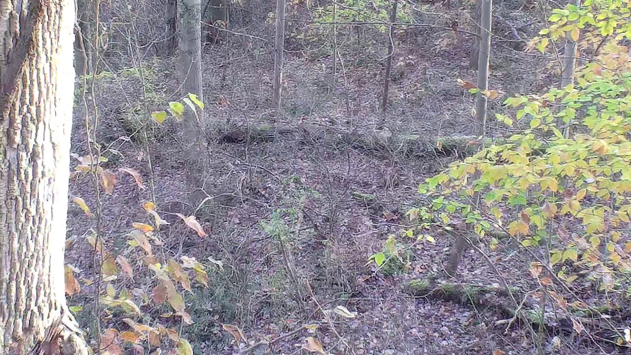 Ohio Bow Hunt - Hocking County - YouTube