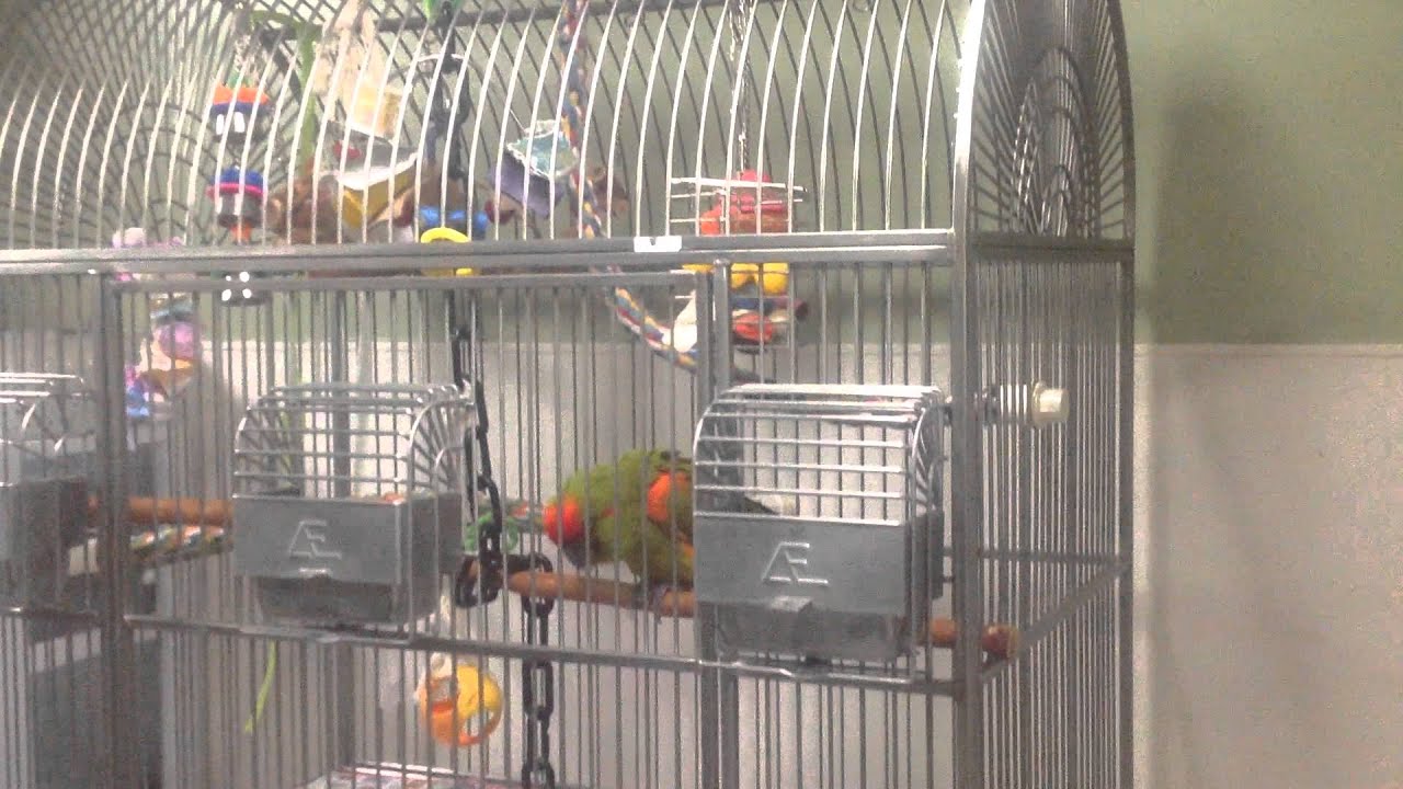 RainForest Cafe Birds - YouTube