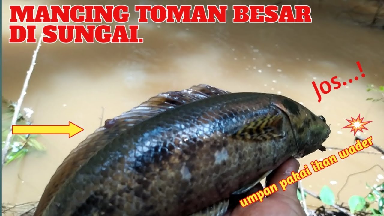 MANCING TOMAN BESAR DI SUNGAI. - YouTube