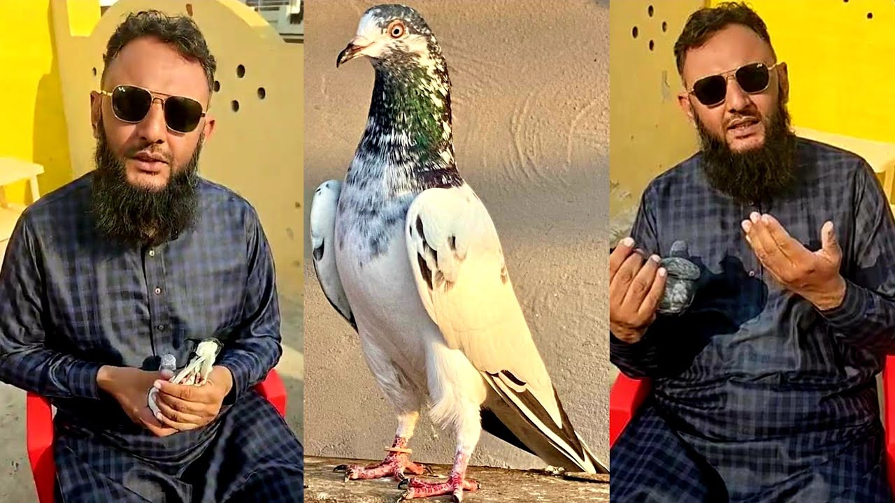 Ustad Haji Imran Bakkar Mandi Pigeons information 10 - YouTube