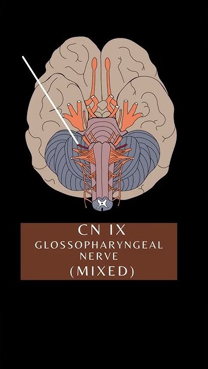 Cranial Nerve Basics (Part 2) | Easy Quick Review | Anatomy & physiology | #cranialnerves # ...