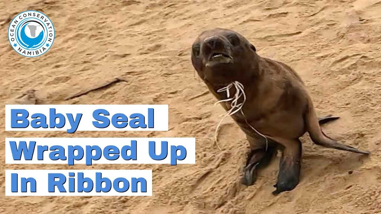 Baby Seal Wrapped Up In Ribbon - YouTube