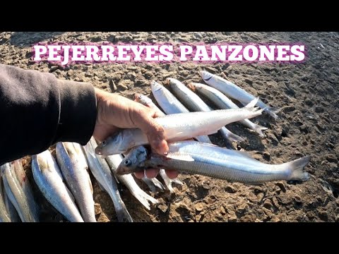 EN ESTE LUGAR ESTA LLENO DE PEJERREYES PANZONES! QUE PESCON QUE METIMOS ...