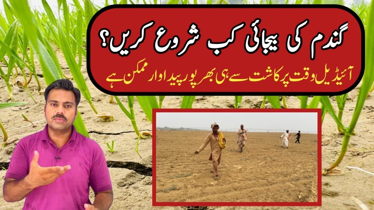 Wheat crop planting time in Pakistan | When to start wheat sowing ...