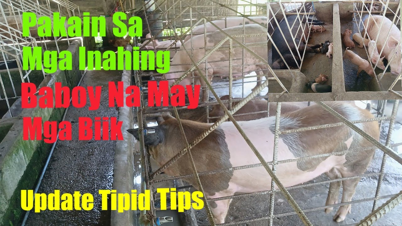 Pakain Sa Mga Inahing Baboy Na May Mga Biik Update Tipid Tips @roldanagriph9014 - YouTube