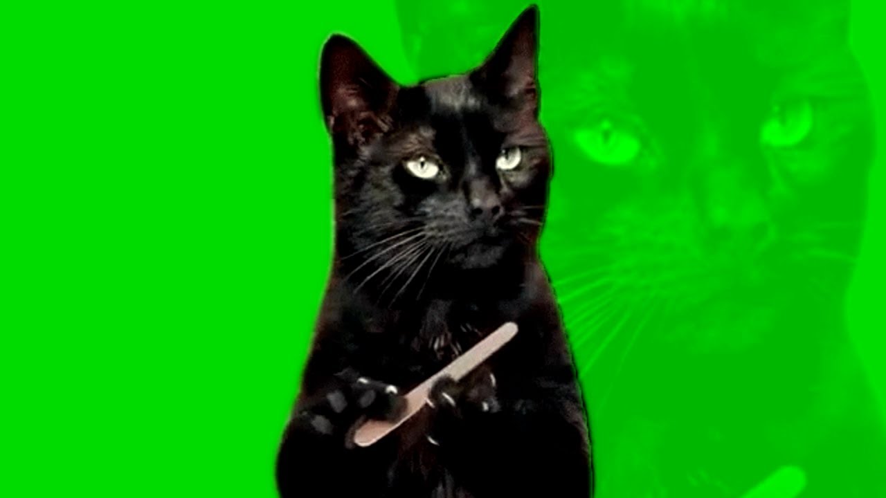 Pantalla Verde | Gato negro limándose las garras - YouTube