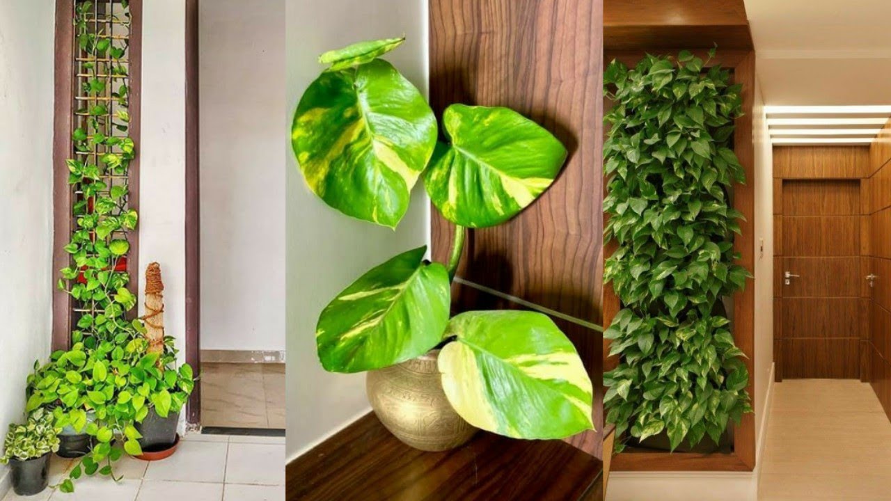 Money Plant Decoration Ideas moneyplant pothos indoorplants money-plant-decoration-ideas-moneyplant-pothos-indoorplants