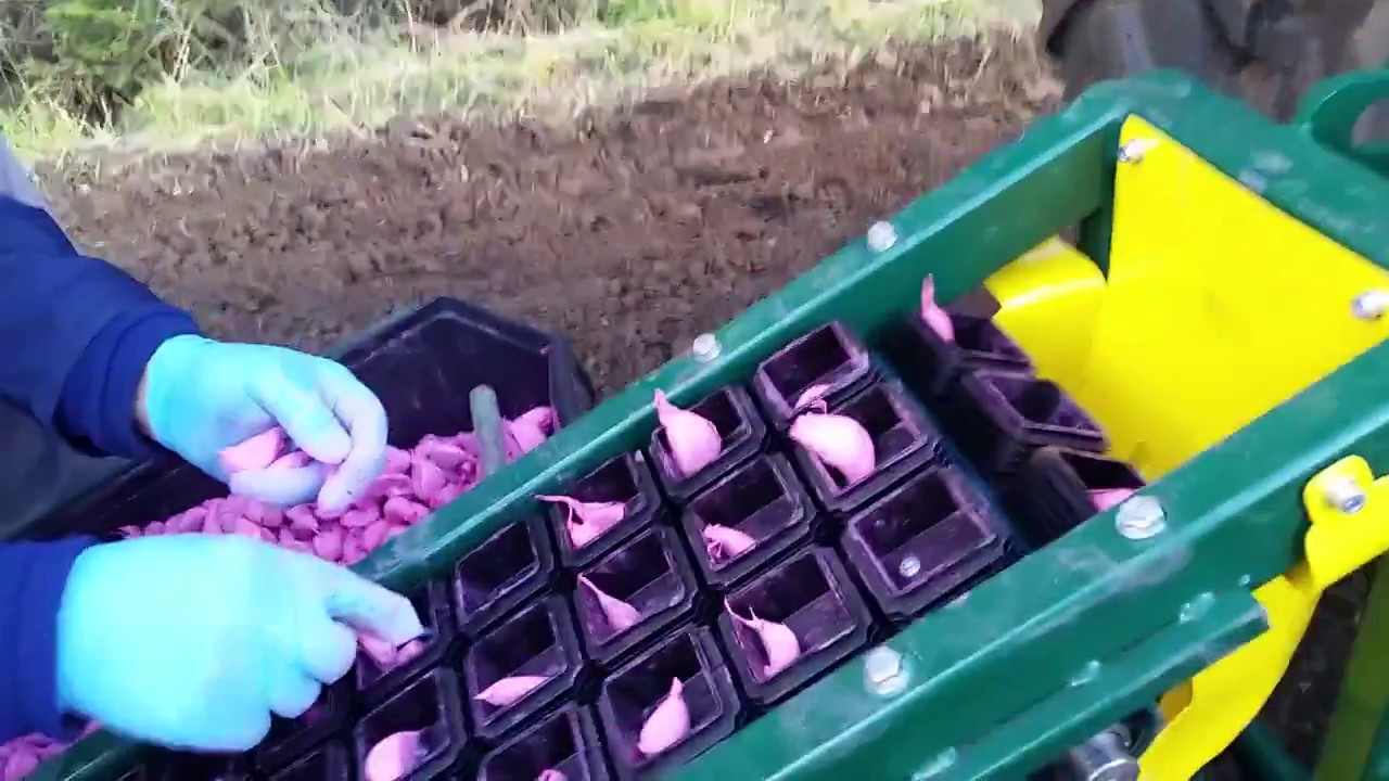 3 rows manual garlic - onion planter - YouTube